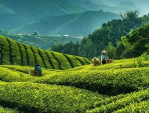 2024 Global Organic Tea Market Report: Analysis of Growth Drivers in ...